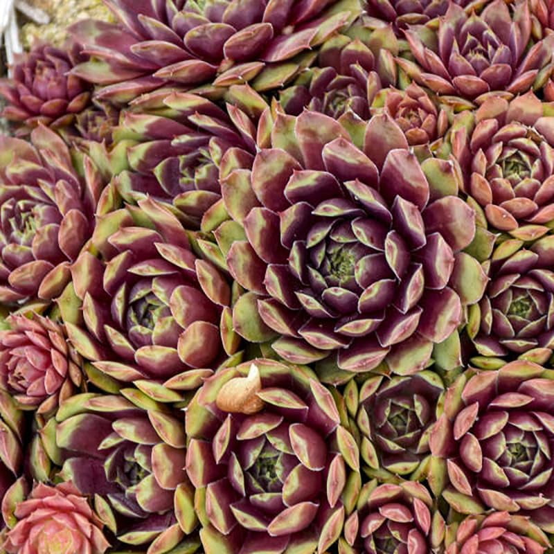 Ruby Heart Hens & Chicks Flower Root - Ready to Plant - Live Succulent ...