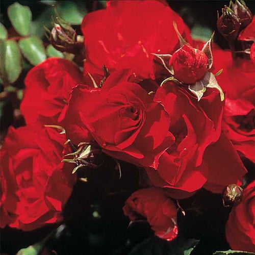 Ruby Meidiland Shrub Rose - 4" pot - Repeat Bloomer/Very Hardy ...