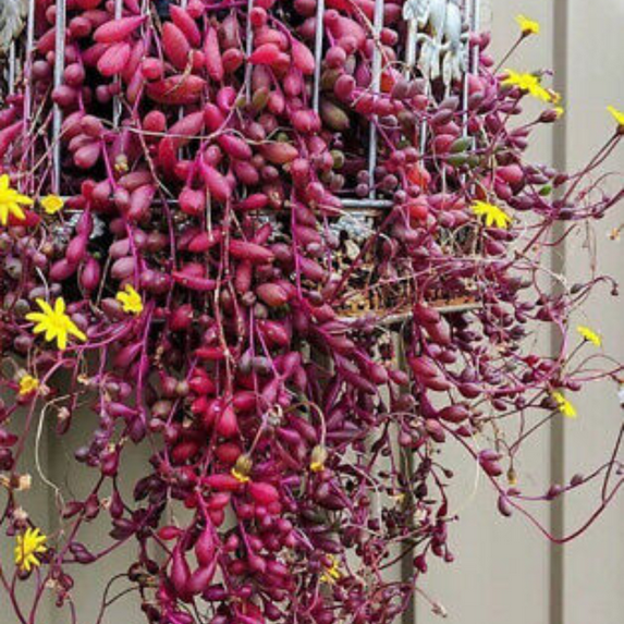 Ruby Necklace String Of Rubies Plant Live, Trailing Succulent Live ...