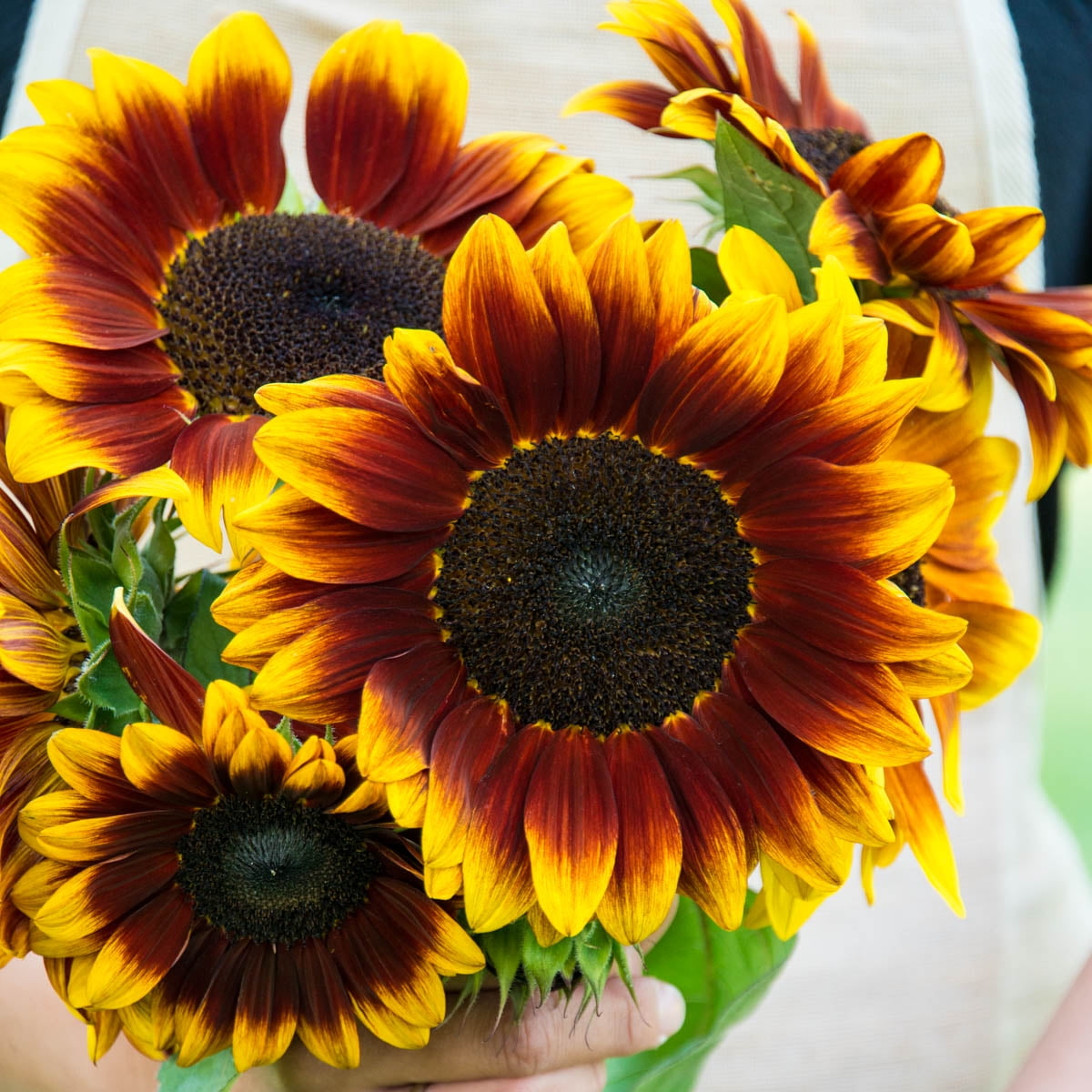 Ruby Passion Sunflower Flowering Seeds, 15 seeds per pack - Walmart.com
