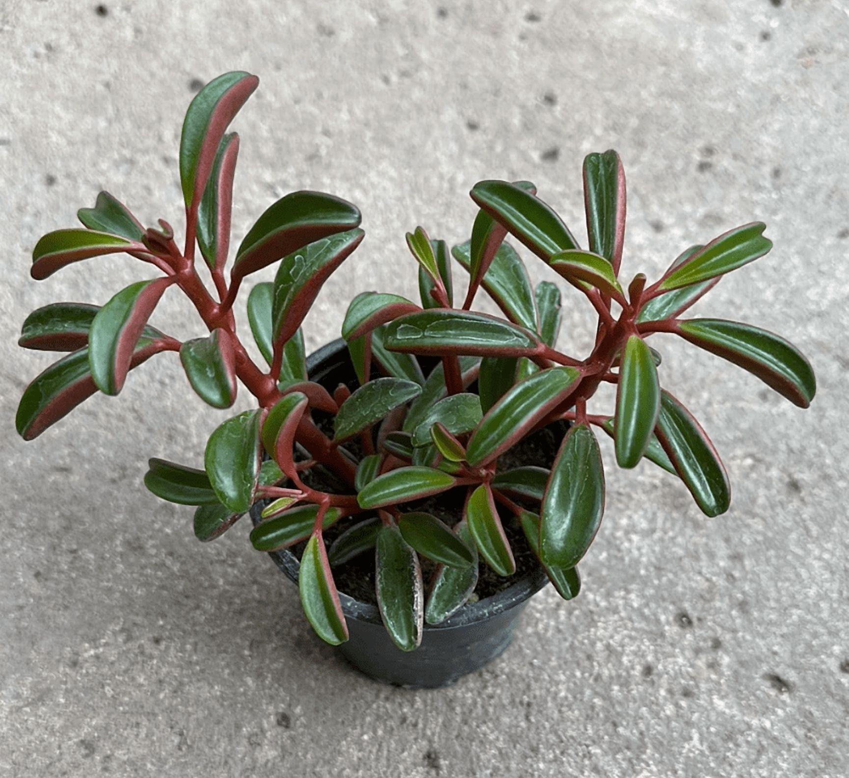 Ruby Peperomia Plant Peperomia Graveolens Plant Red Houseplant in 4 ...