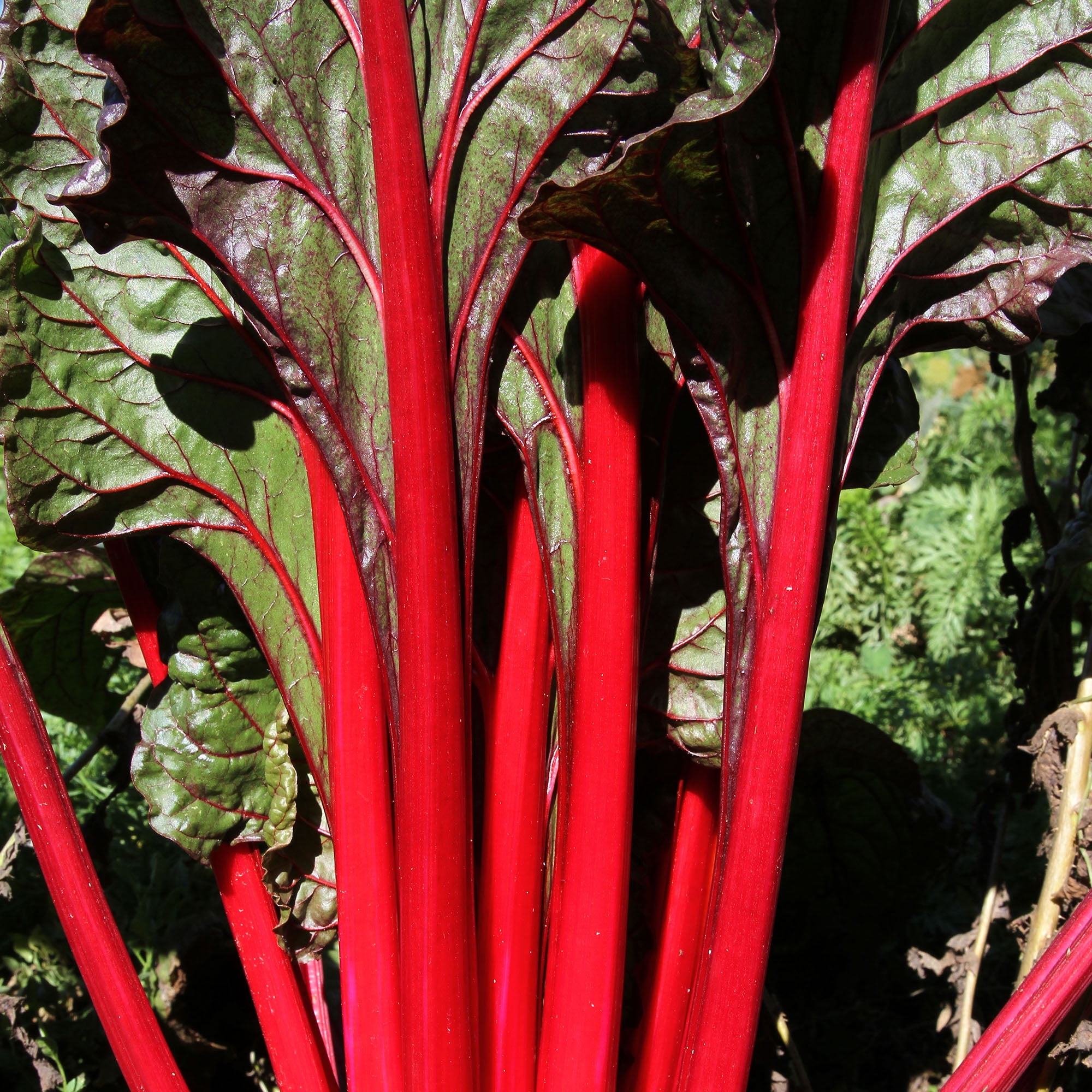 Ruby Red Chard Seeds - 2 g ~100 Seeds - Non-GMO, Open Pollinated ...