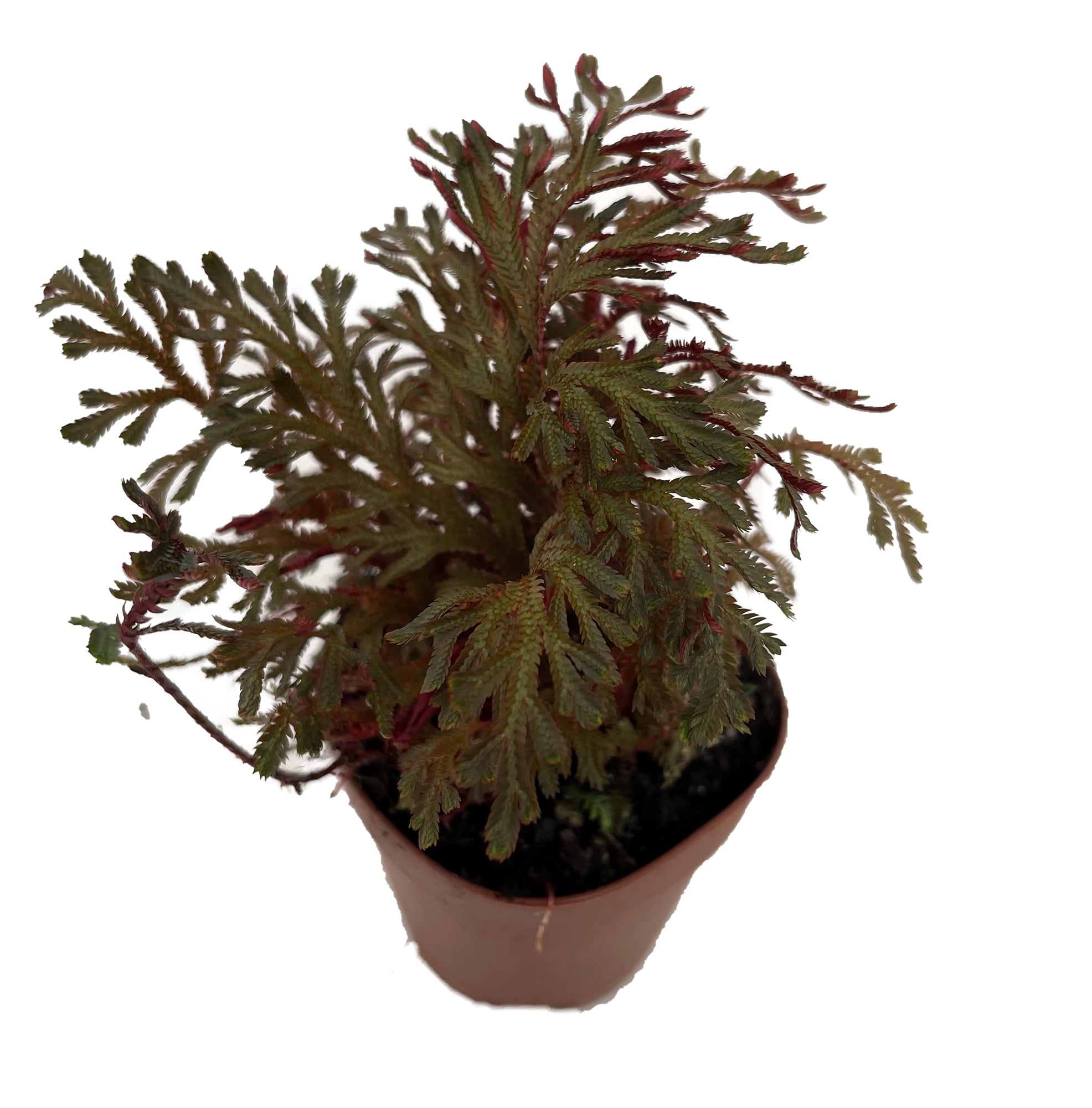 Ruby Red Club Moss - Selaginella - 2" Pot - Easy House Plant - Walmart.com