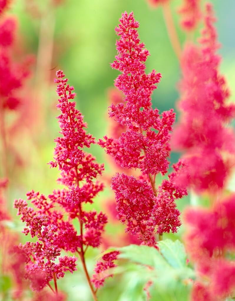 Ruby Red Color Astilbe Lilac Flower Bulbs for Planting - 3 Healthy ...