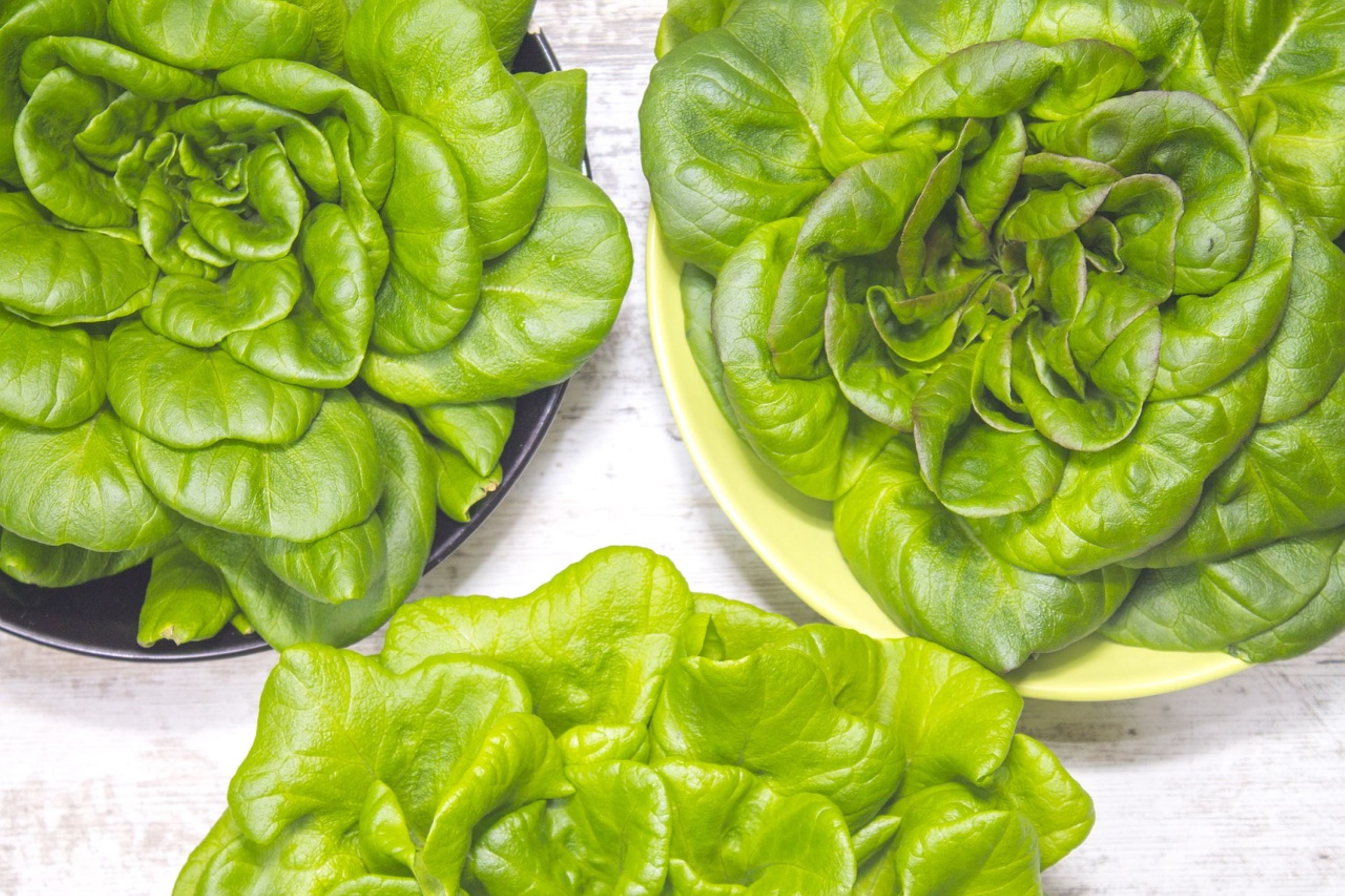 Ruby Red Leaf Lettuce Seeds/ Annual/ Full Sun/500 Seeds 1/2 Gram ...