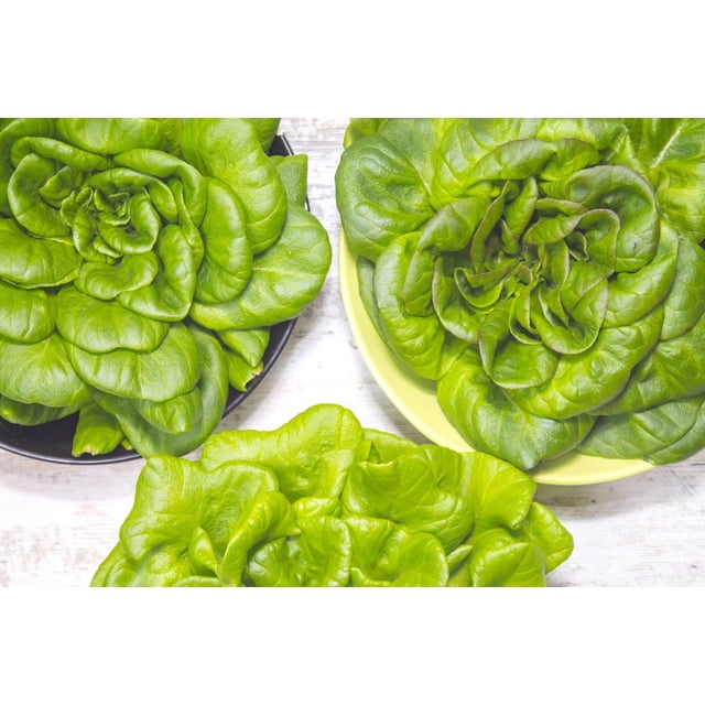Ruby Red Leaf Lettuce Seeds/ Annual/ Full Sun/500 Seeds 1/2 Gram ...