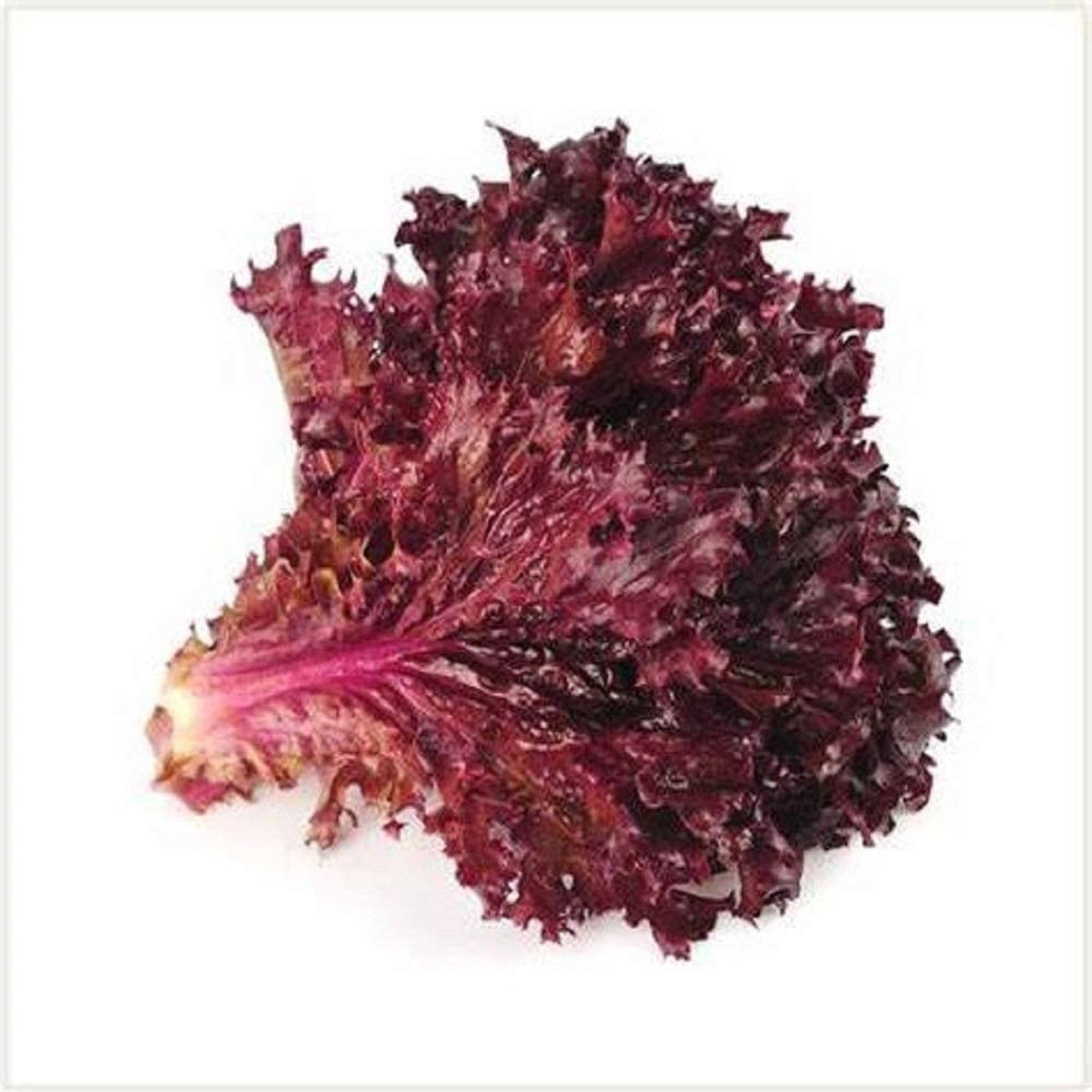 Ruby Red Lettuce Seeds - 100 Count Seed Pack - A Beautiful Lettuce has ...