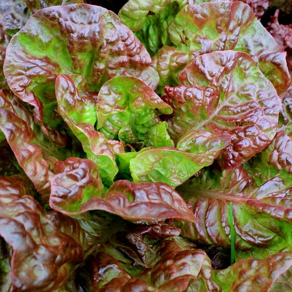 Ruby Red Lettuce Seeds - Walmart.com