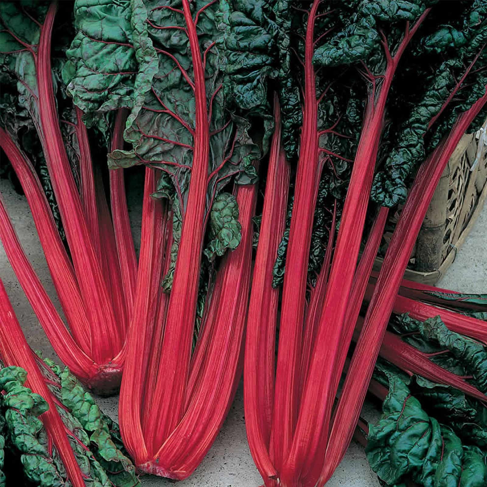 Ruby Red Swiss Chard Seeds: 5 Lb - Bulk Vegetable Garden & Microgreens ...