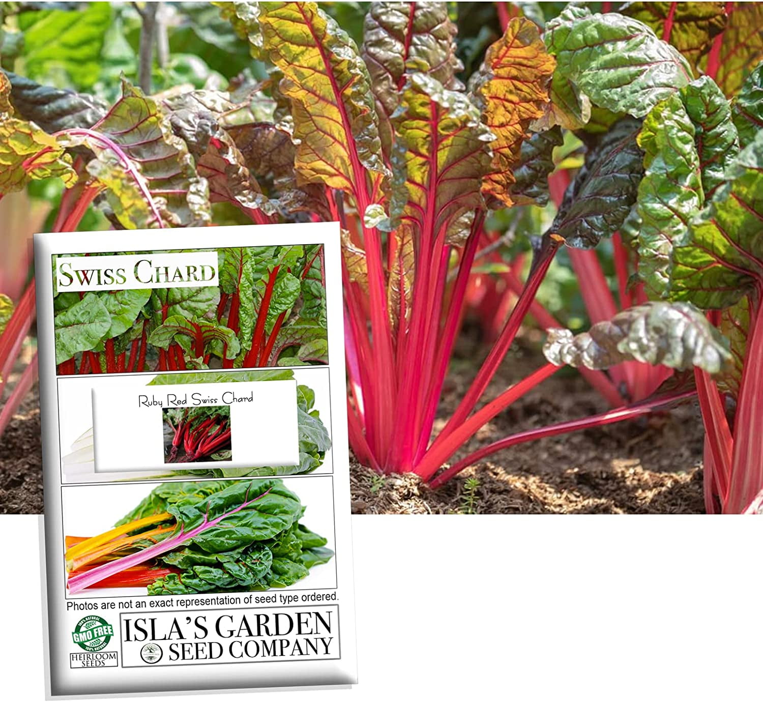 Ruby Red Swiss Chard Seeds for Planting, 300+ Heirloom Seeds Per Packet ...