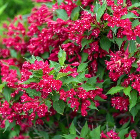 Ruby Red Weigela Plant Live for Planting, Weigela Rubrun Plant Weigela ...