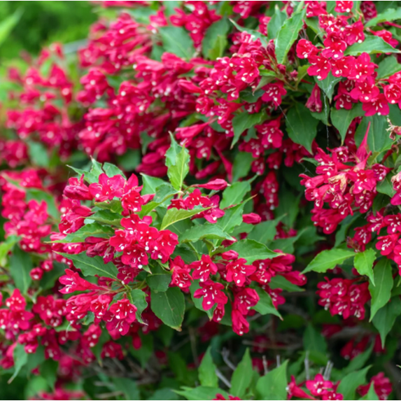 Ruby Red Weigela Plant Live for Planting, Weigela Rubrun Plant Weigela ...