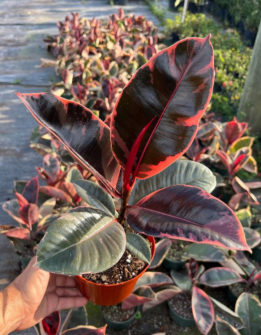 Ruby Rubber Tree Plant Ficus elastica 6" Pot | Indoor and Outdoor Live ...