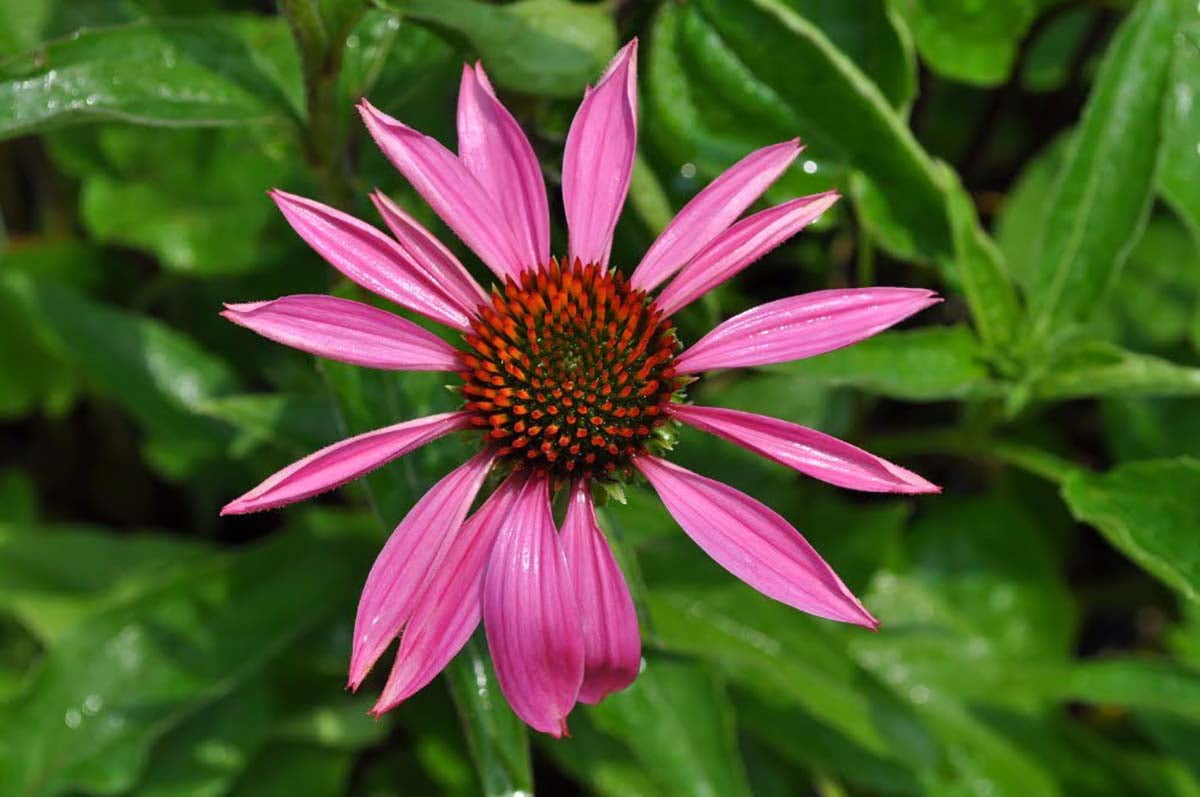 Jelitto Perennial Seeds Ruby Star Coneflower - Hardy Outdoor Live ...