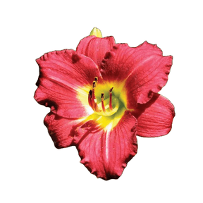 Stella De Oro Daylilies
