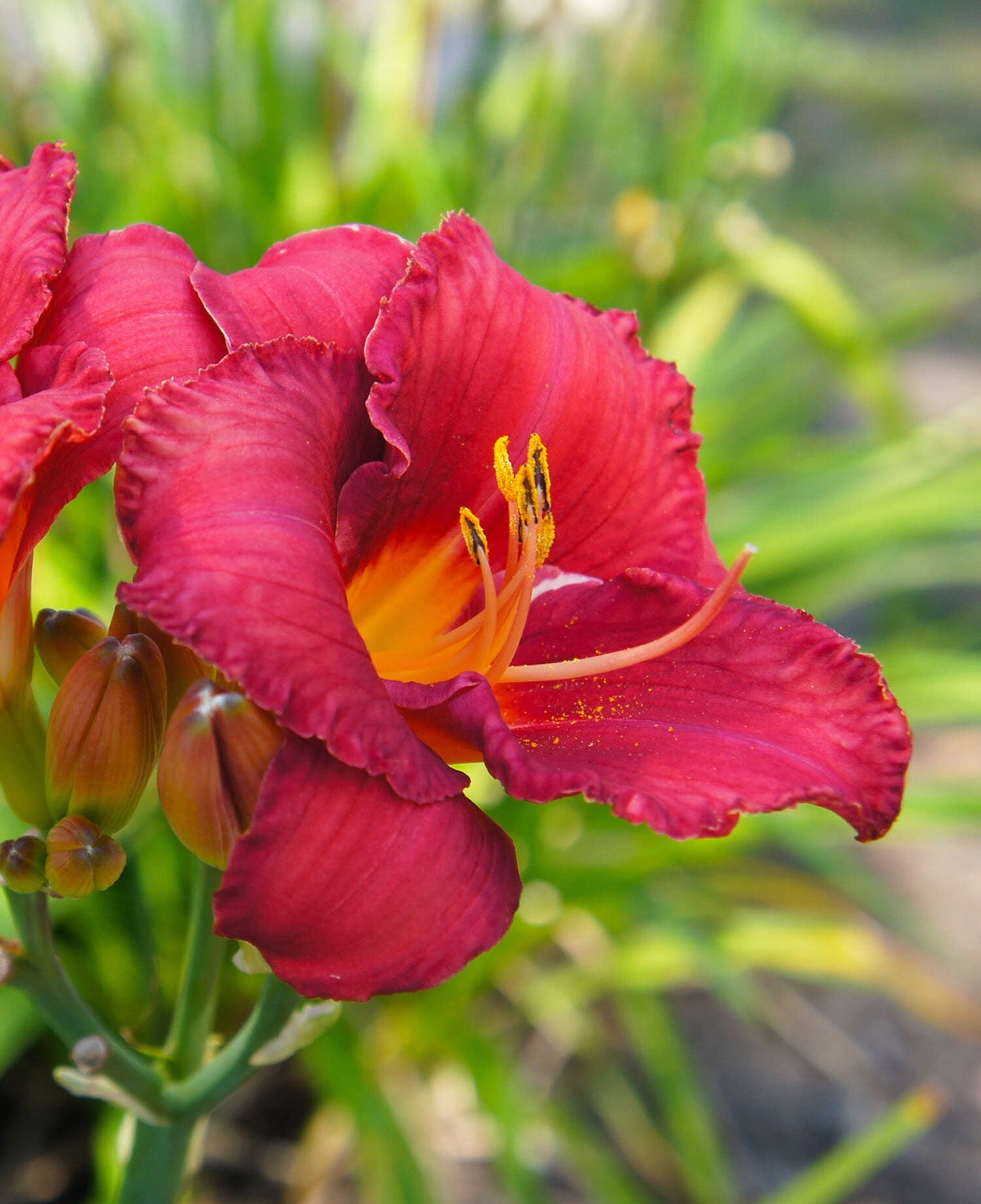 Ruby Stella Rebloomer Daylily - 3 root divisions - Walmart.com