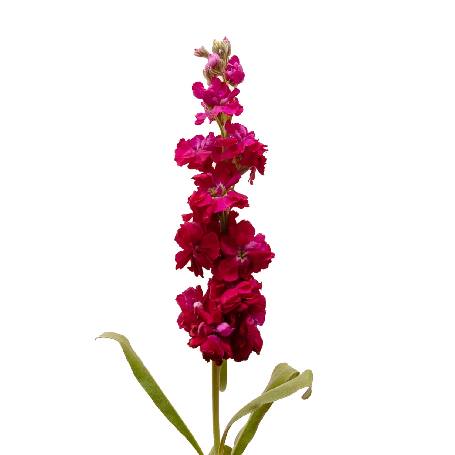 Ruby Stock - Fresh Cut - 140 Stems - Walmart.com