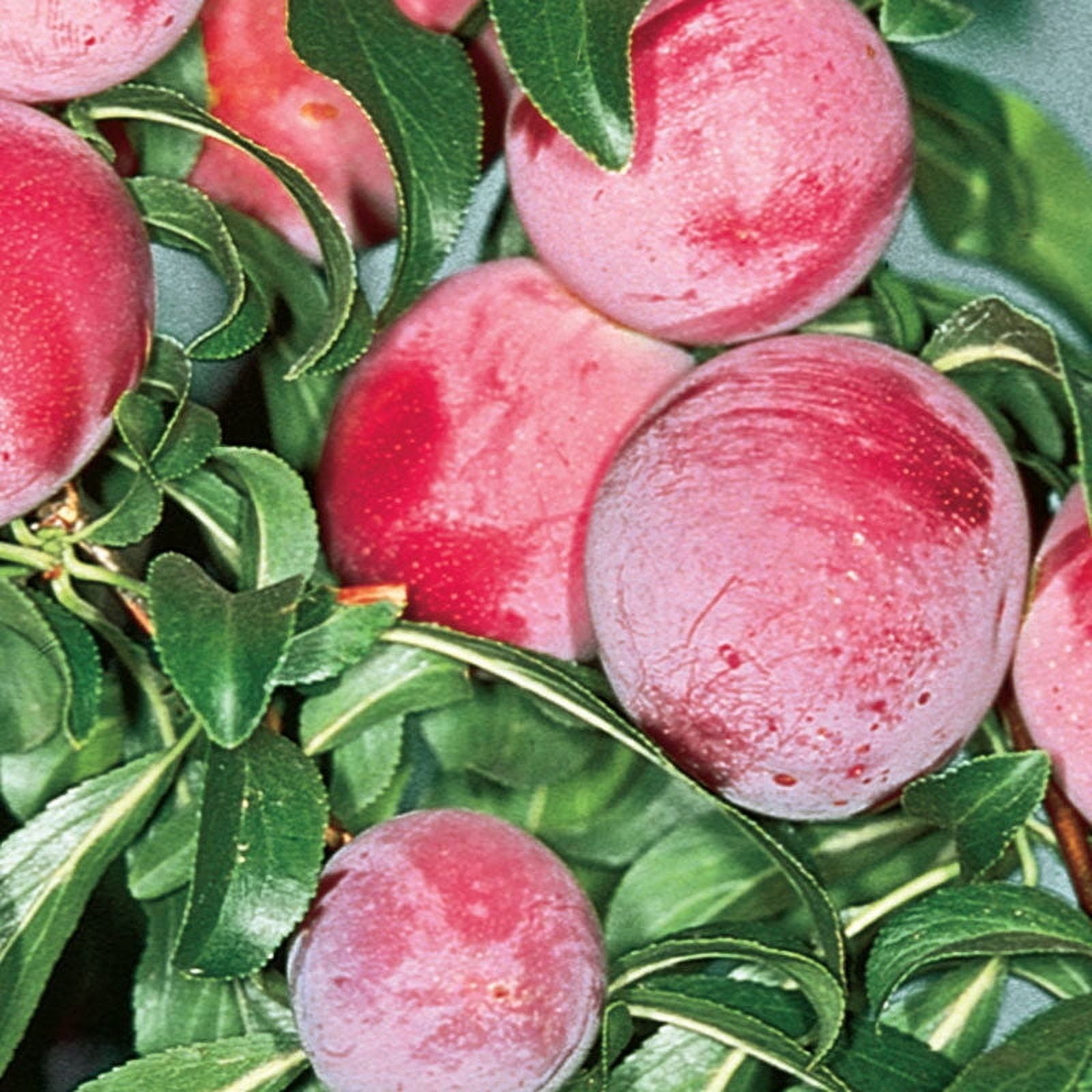 Ruby Sweet Plum Trees 5 Gallon - Walmart Business Supplies