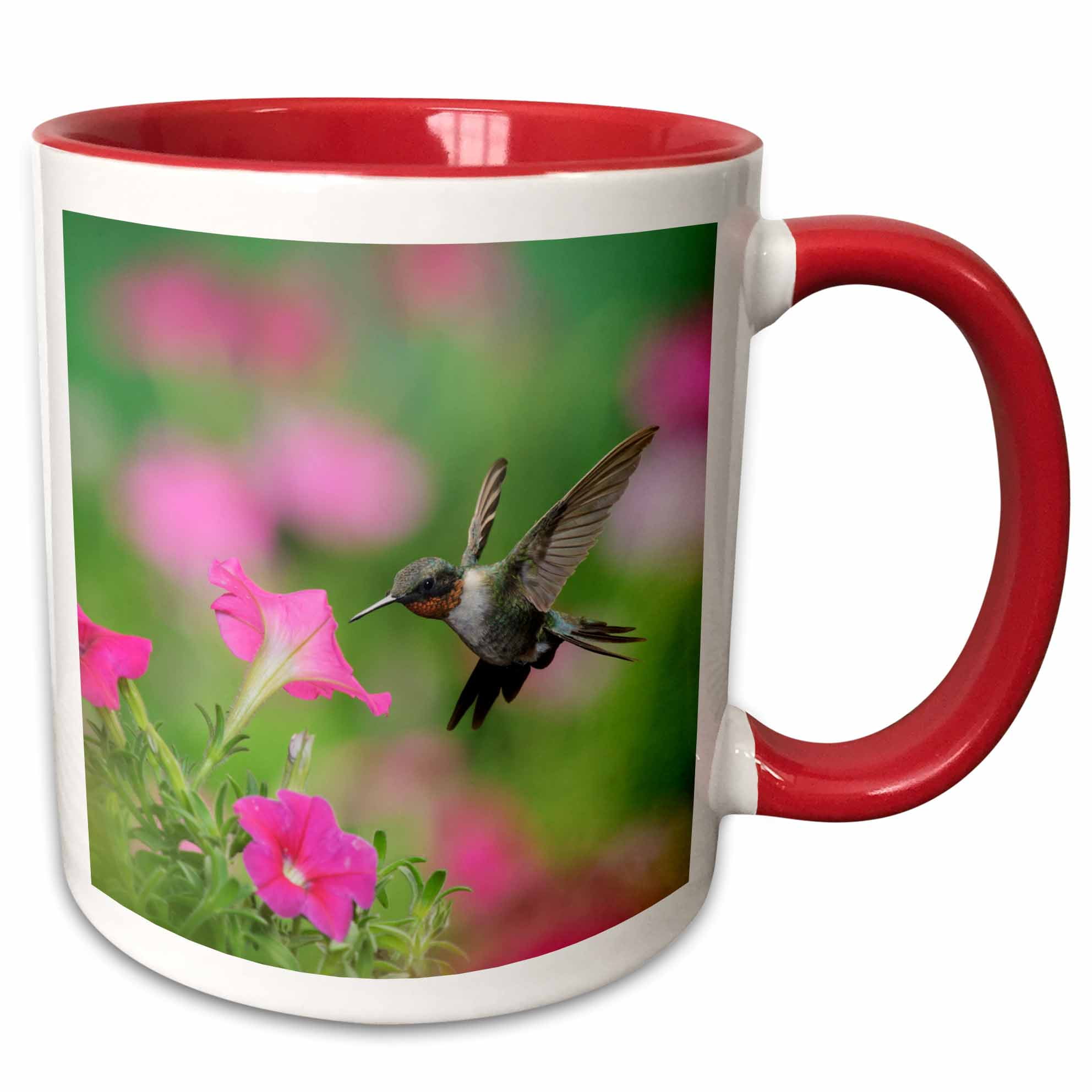 3drose, Ruby Throated Hummingbird Male at Petunia Flowers, Hill Country ...