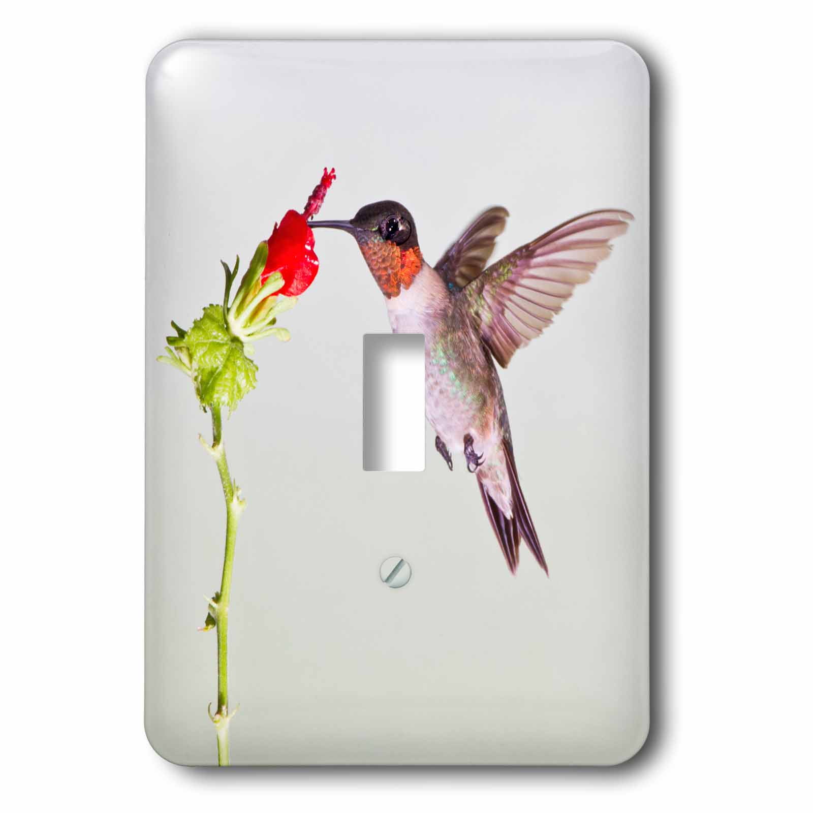 Ruby-throated Hummingbird, Archilochus colubris, feeding, Texas, USA ...