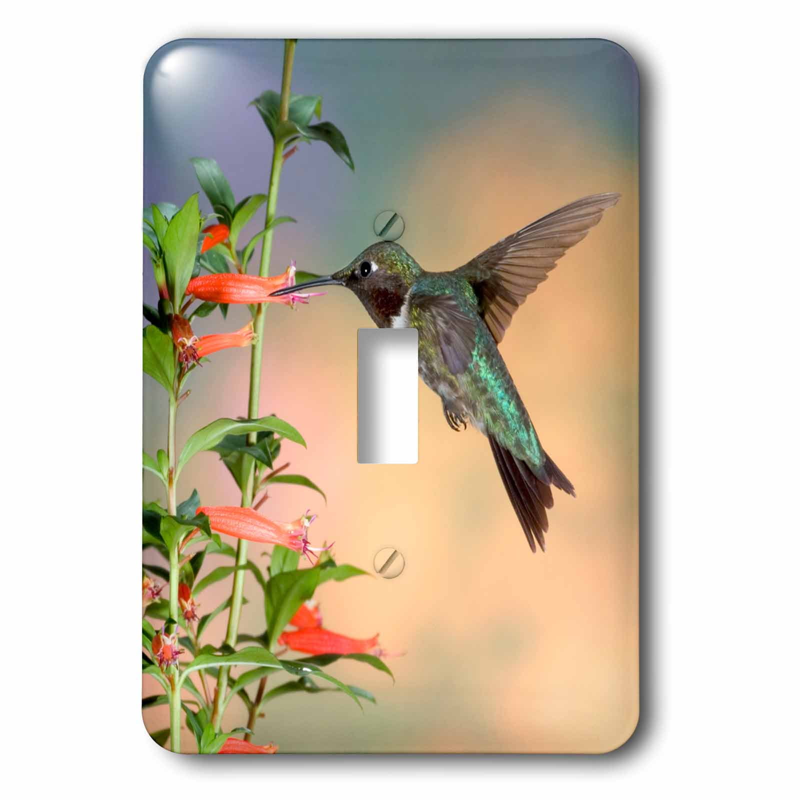 3dRose, Ruby-throated Hummingbird male on Cigar Plant, Marion Co. IL ...