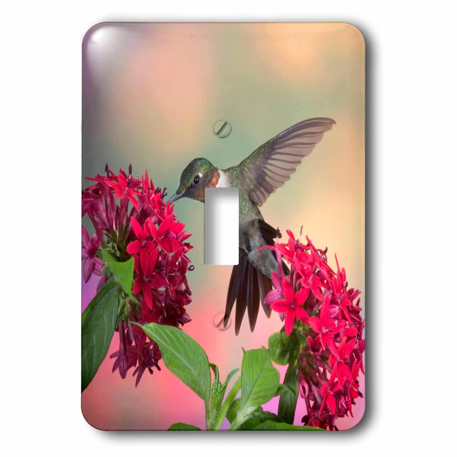 Ruby-throated Hummingbird on Red Pentas. Marion, Illinois, USA. single ...