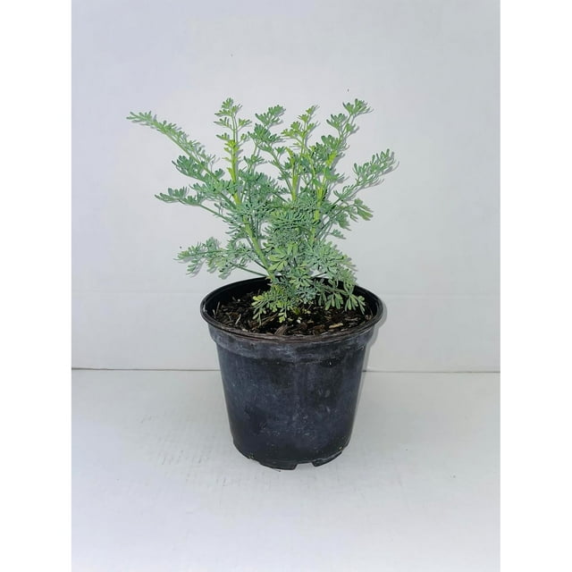 Ruda Plant - Common Rue (Ruta graveolens) Herb of Grace - Ship in 3 ...