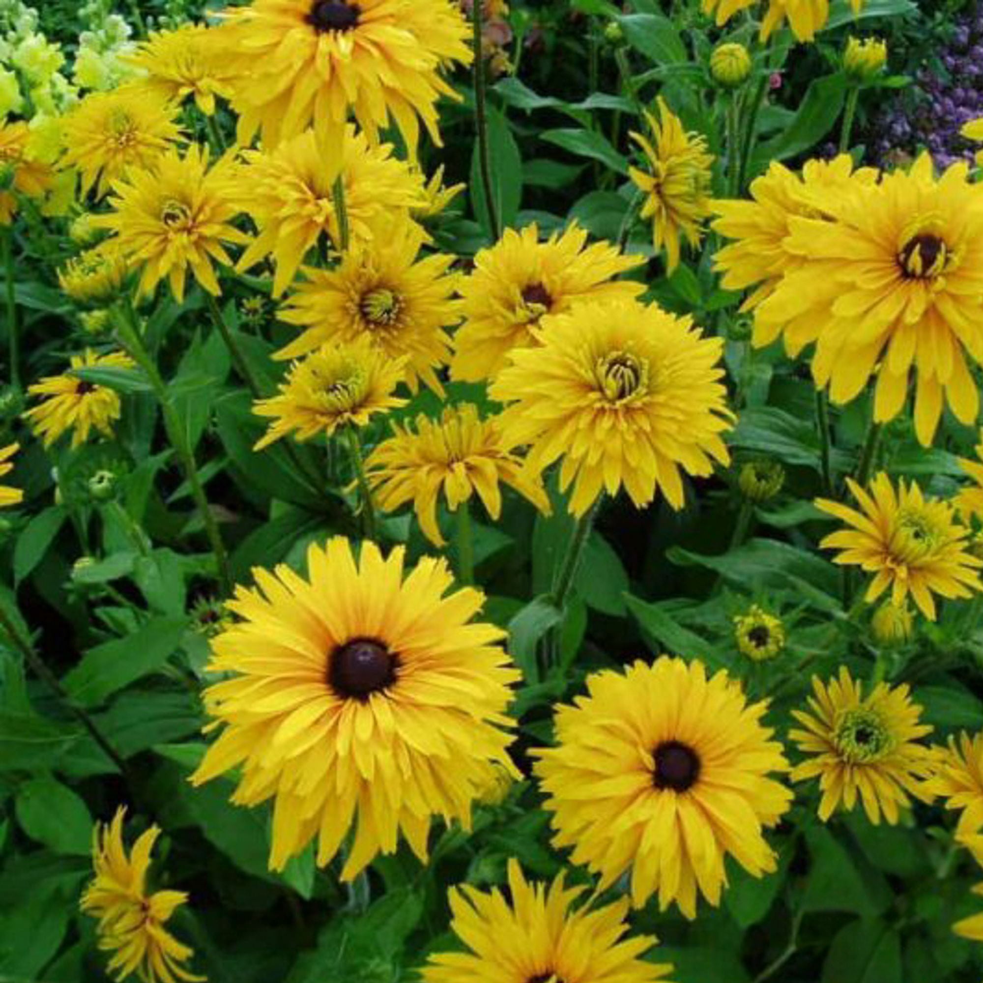 Rudbeckia Double Gloriosa 1 Gram ~1,500 Seeds – 130+ Days – AAS Winner ...