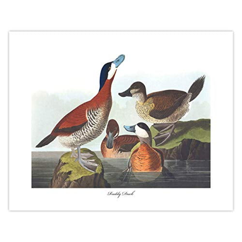 Ruddy Duck Art Country Bird Print Audubon Illustration Unframed ...