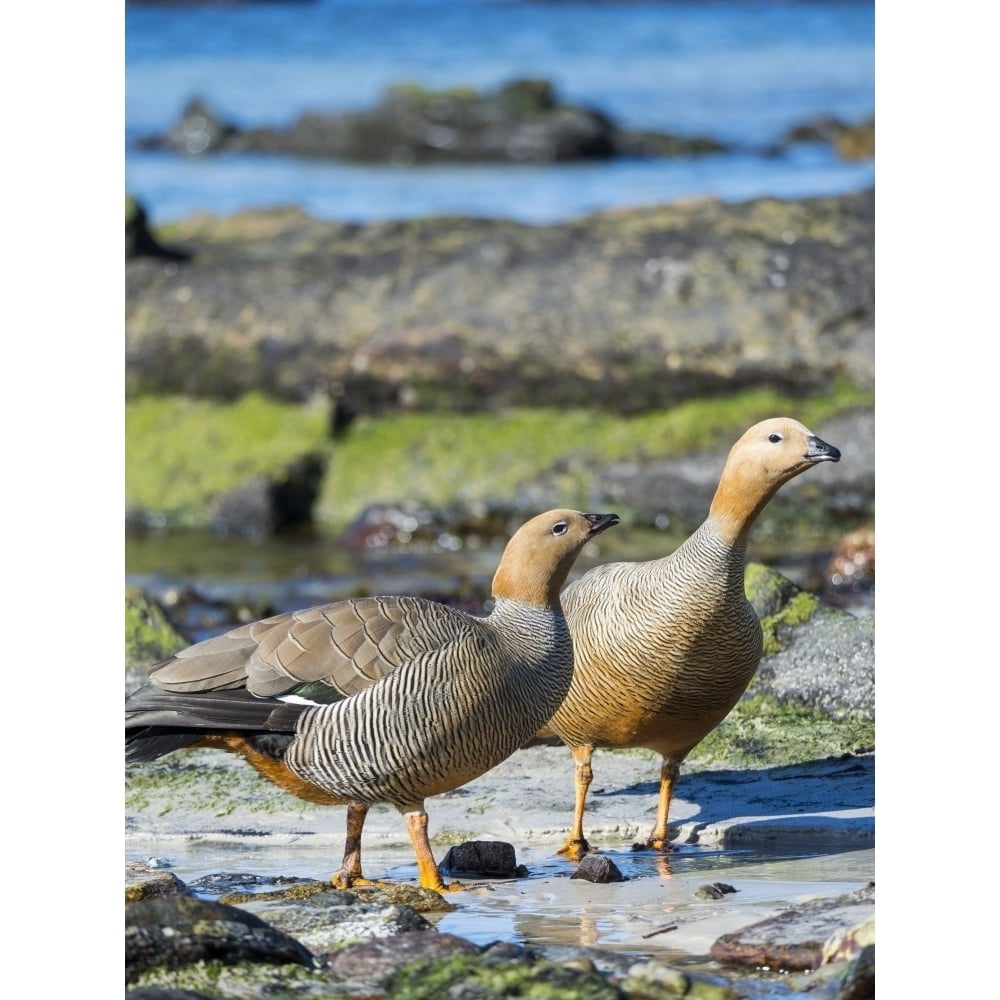 Ruddy-headed Goose in tidal area of Carcass Island Falkland Islands ...
