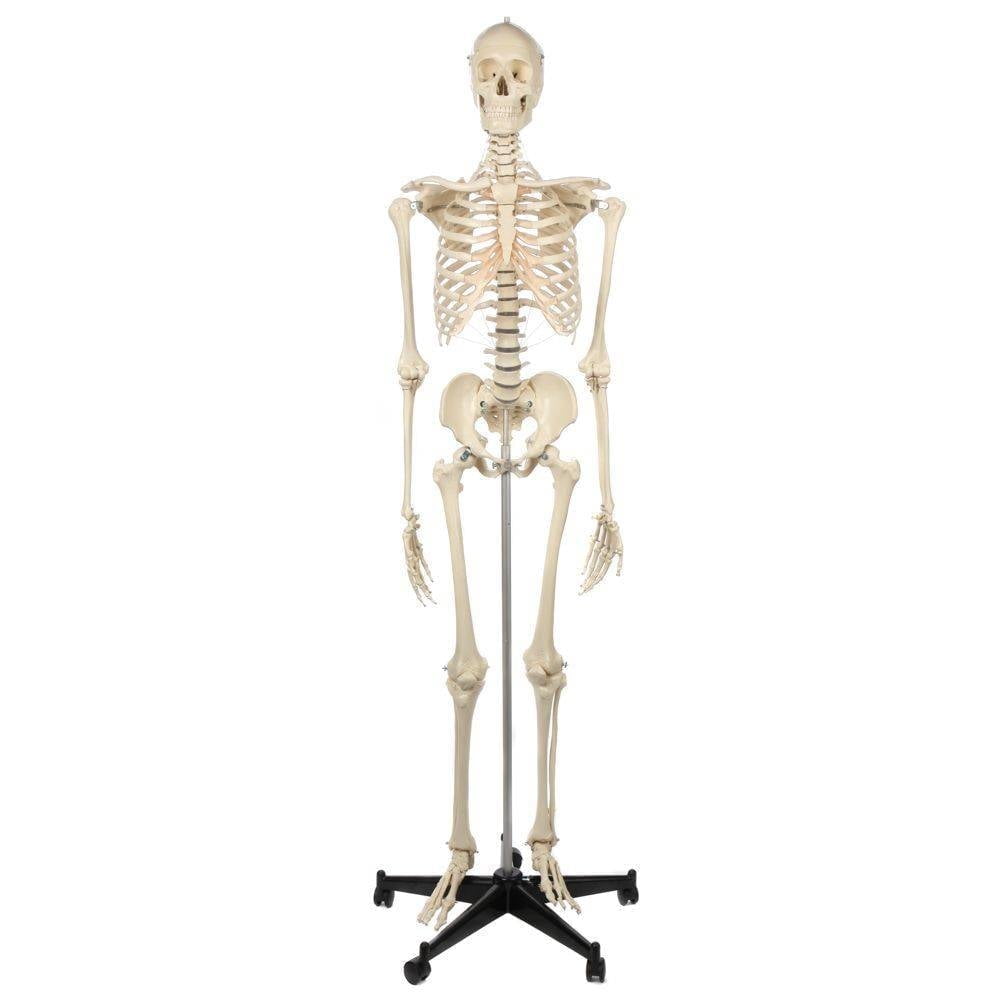 Rudiger Anatomie Premium Lifetime Human Skeleton - Walmart.com