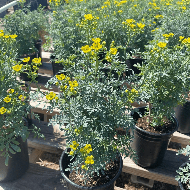 Rue Herb Common Rue Ruta Graveolens 1 gal Pot Live Plant - Walmart.com