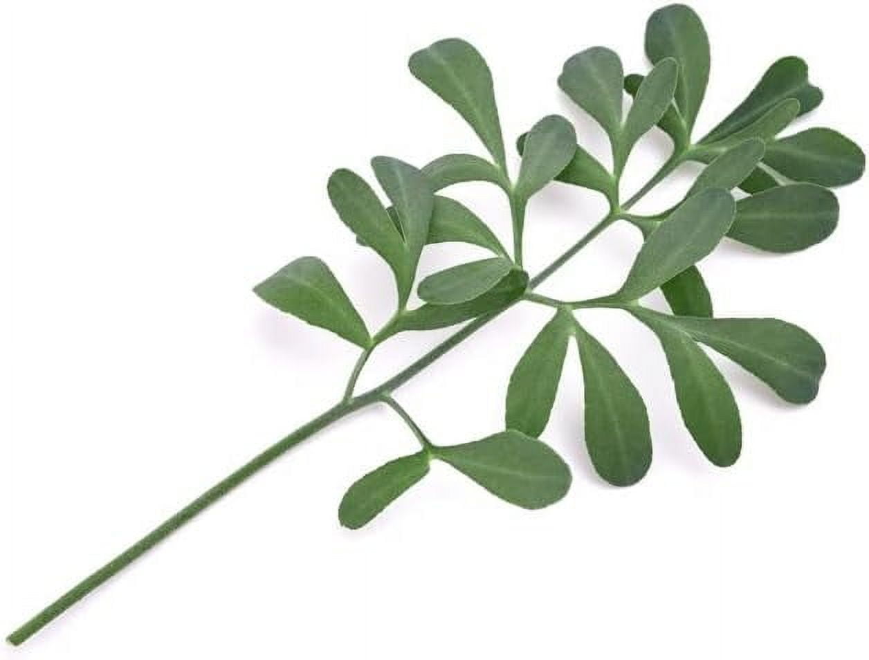 Sherwood's Seeds Rue Herb of Grace Ruta Plant Seeds - Walmart.com