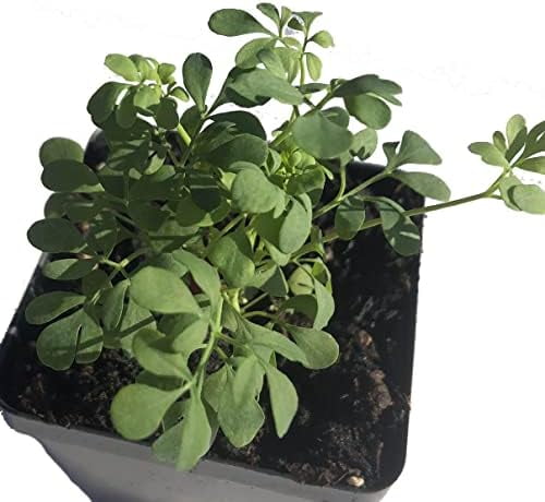 Rue (Ruta graveolens) Organic Plant in 2.5-inch Pot by Smoke Camp ...