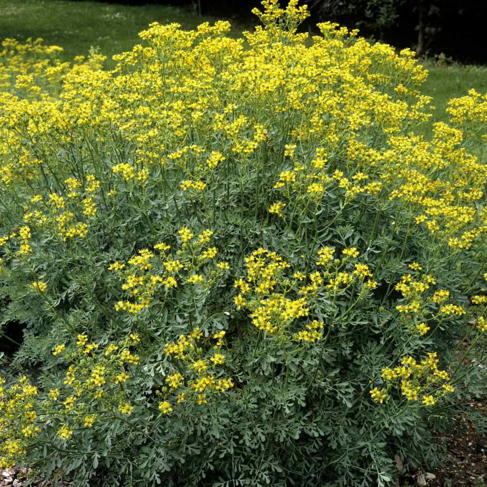 Rue Seeds - Garden Rue Herb Seeds - 2000 Seeds - Walmart.com