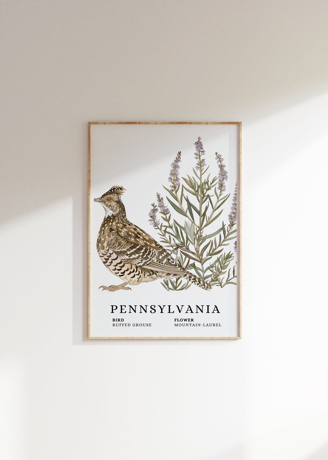 Ruffed Grouse Art Poster: Pennsylvania State Bird And Flower, Unframed ...