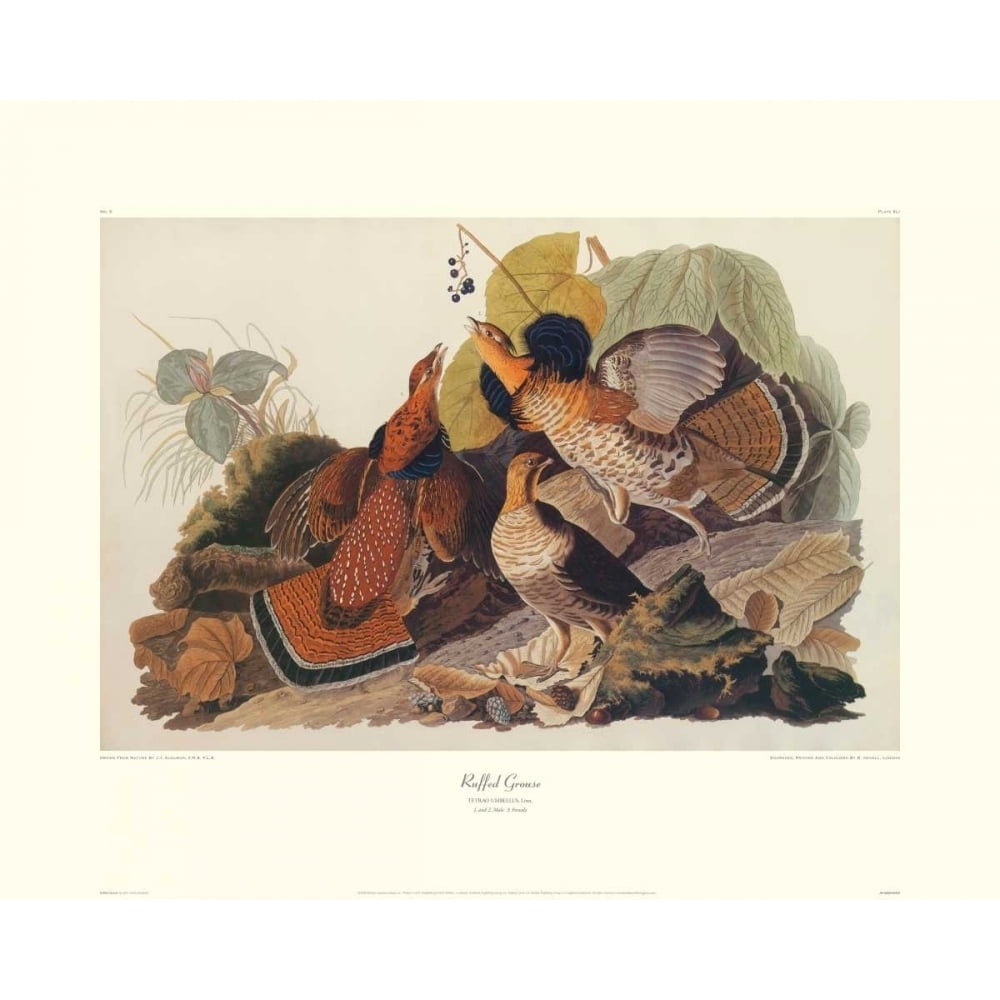 Ruffed Grouse Poster Print by John James Audubon - Walmart.com