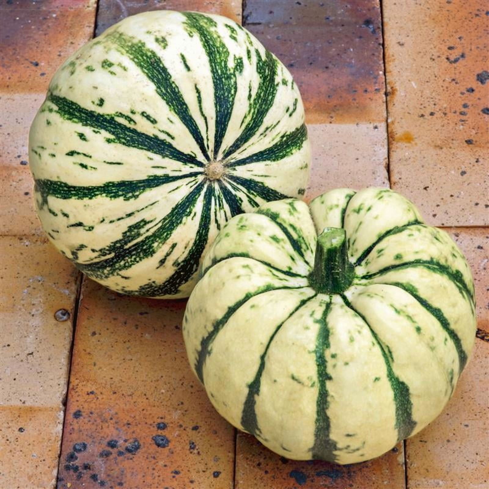 Ruffian F1 Hybrid Pumpkin 4 Oz ~800 Seeds – Mini White & Green Striped ...