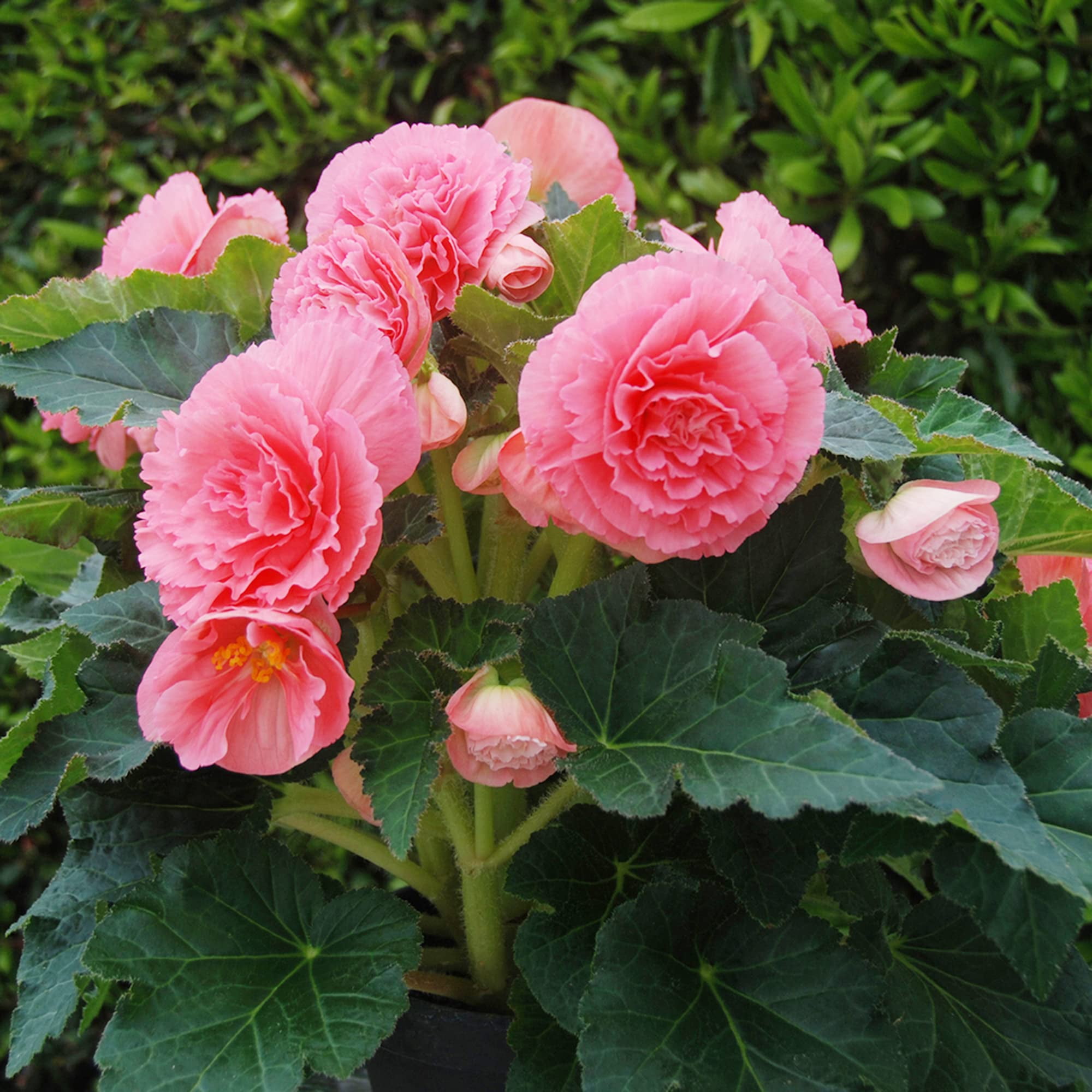 Ruffled Pink' Begonia Seeds Perennial Deer Resistant MHD1Heat Tolerant ...