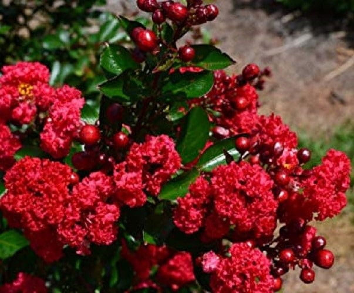 Hardy Ruffled Red Magic Crape Myrtle - Live Shrub Plant - ( FG ...