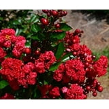 Hardy Ruffled Red Magic Crape Myrtle - Live Shrub Plant - ( FG ...