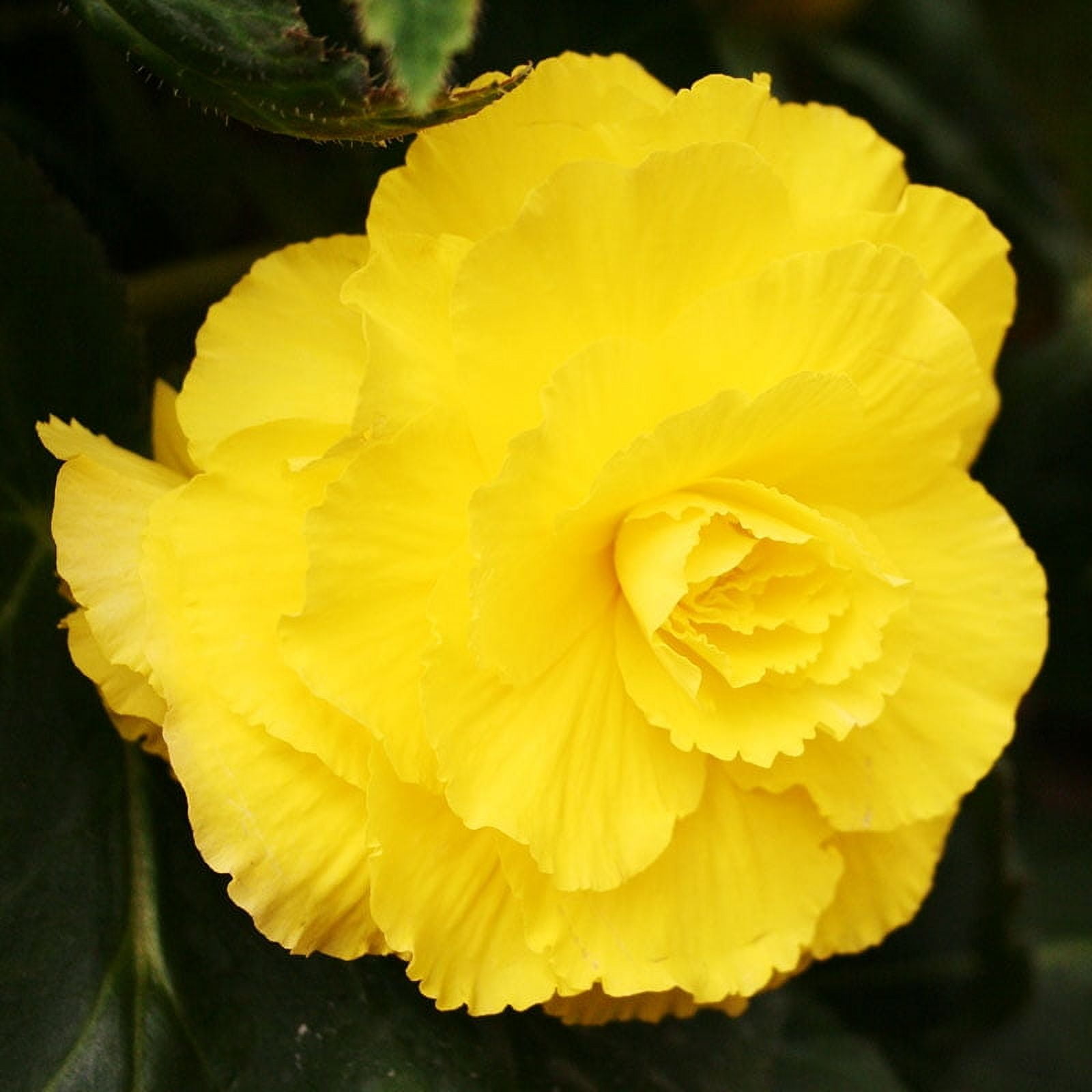 Ruffled Yellow Begonia Flower Bulbs - 3 Tubers per Pack - Deer ...