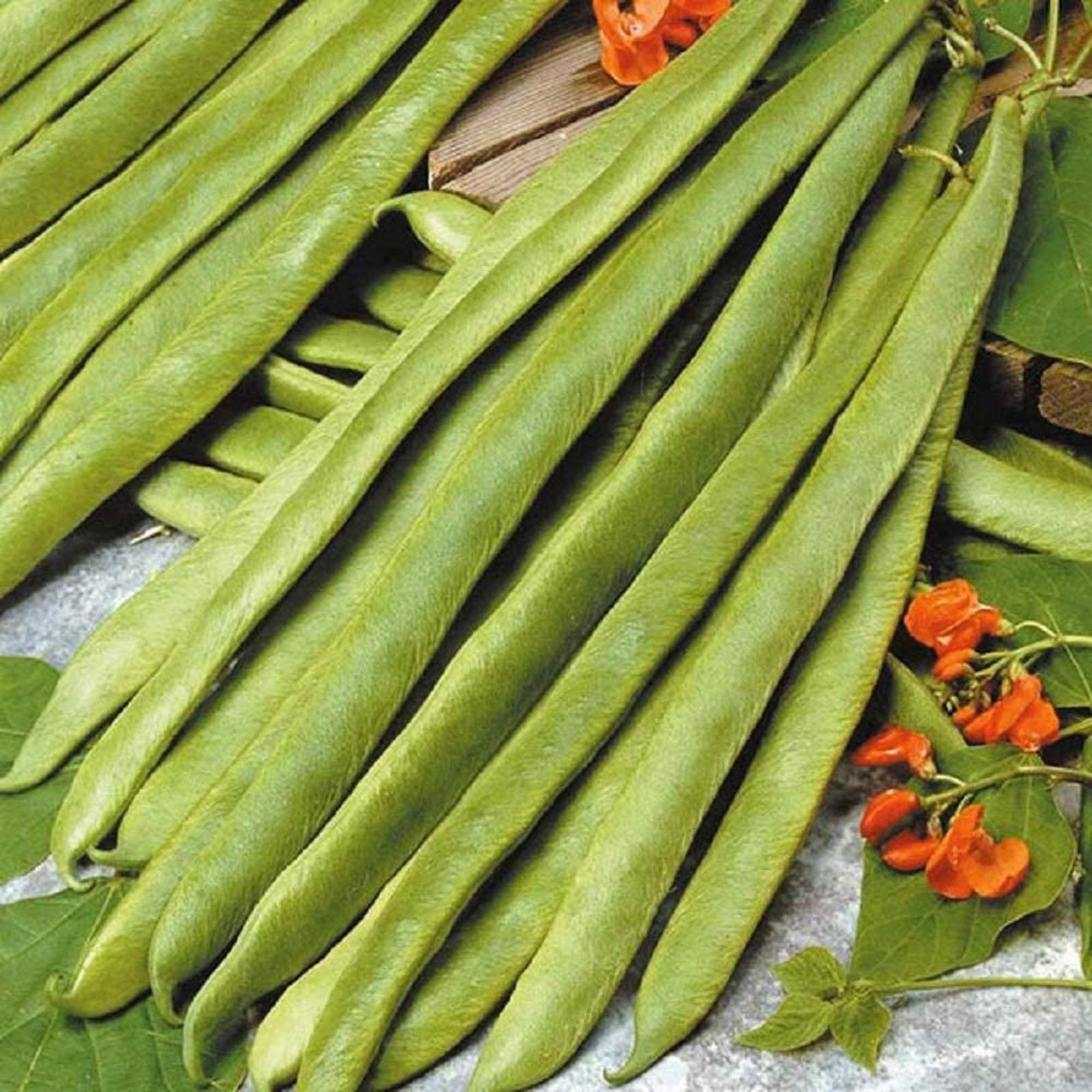 Runner Bean Seeds - 100 Count Seed Pack -Edible Beans with Colorful ...