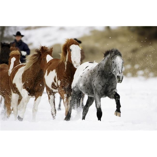 Running Horses Poster Print by Richard Wear, 34 x 22 - Large - Walmart.com