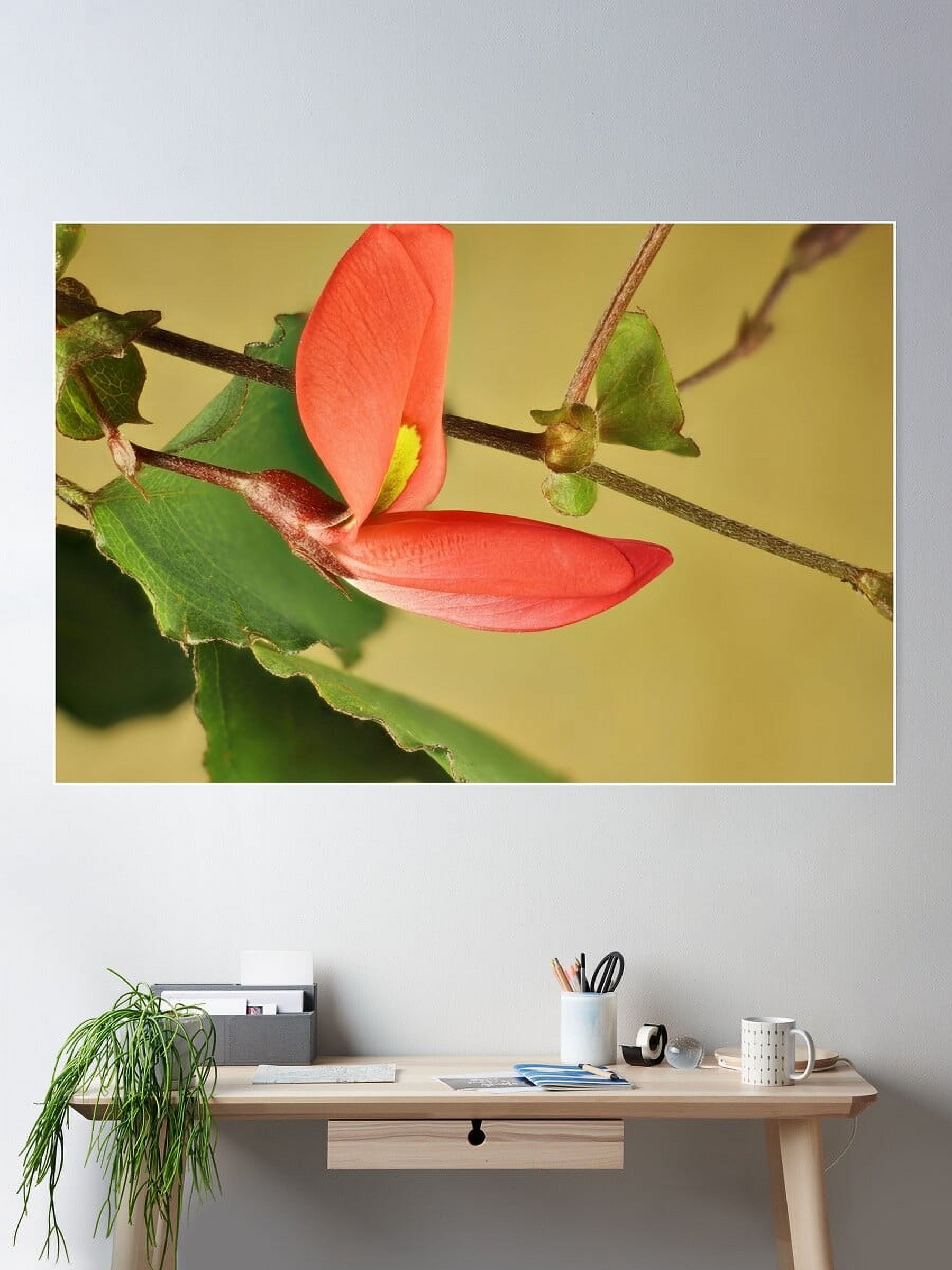 Running Postman (Kennedia Prostrata), Native Ground Cover, South ...