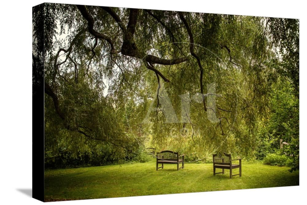Rural Scene with Garden Benches under a Large Willow Tree, Stretched ...