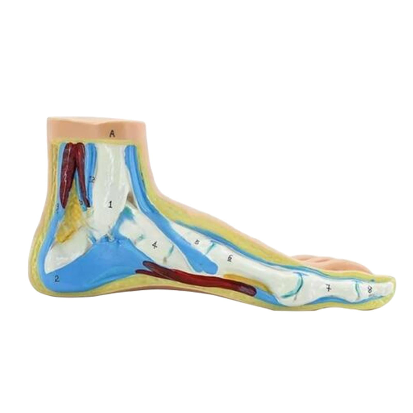 Rushawy Anatomical Foot Model Human Foot Skeletal Model for Infirmary ...