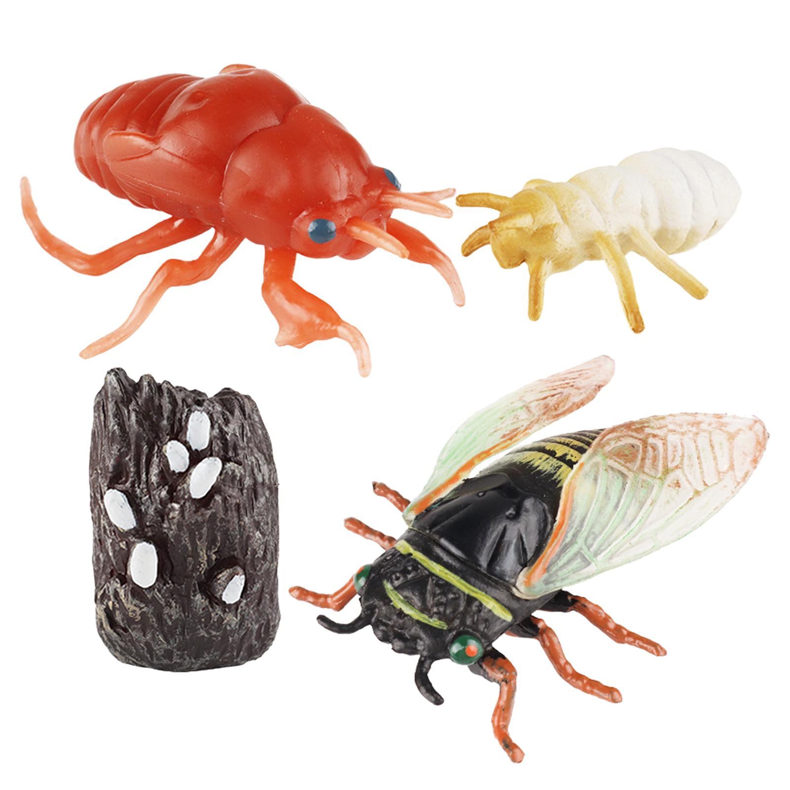 Rushawy Cicada Growth Cycle Set Animals Figurine Toy for Boy Girls ...