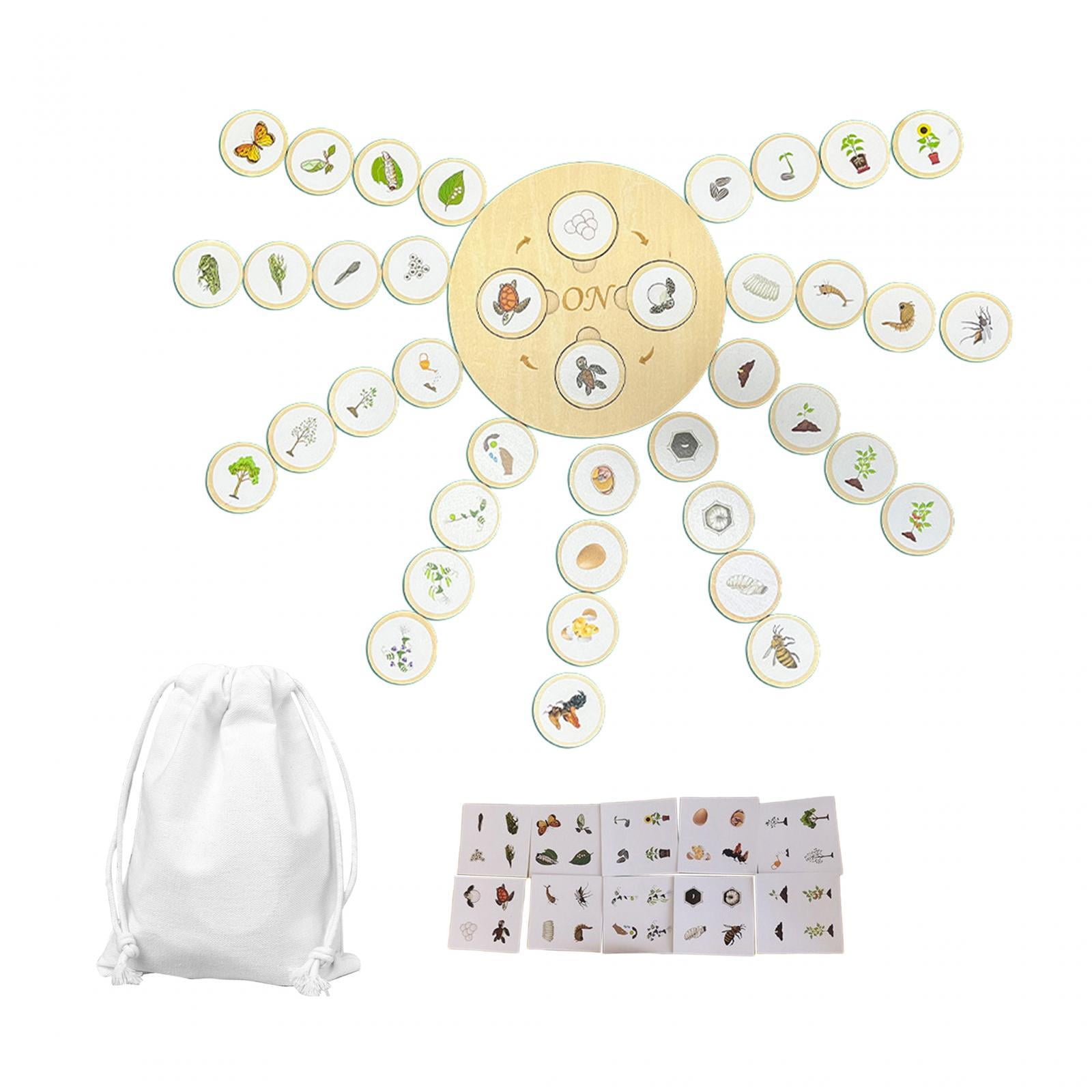 Rushawy Life Cycle Tray Development Montessori Materials Life Cycle ...