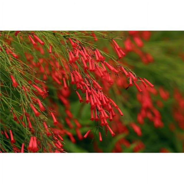 Russelia Equisetiformis Firecracker Plant Poster Print - 18 x 12 ...